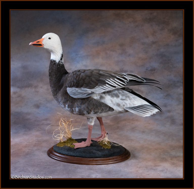 Goose Mounts – Birdman Studios