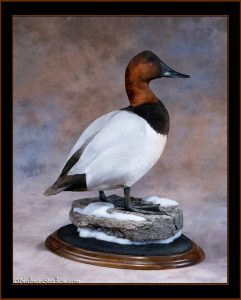 The Stunning Canvasback-Waterfowl Taxidermy Mounts