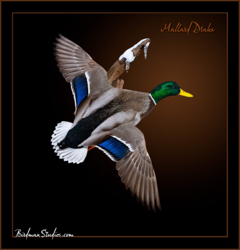 Mallard Mounts Waterfowl Taxidermy Exceptional Quality- simply the best