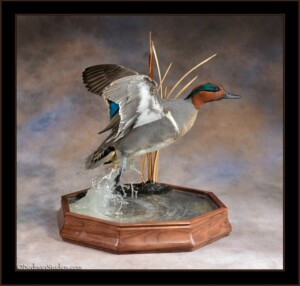 Green-winged Teal Mounts Waterfowl Taxidermy Exceptional Quality ...