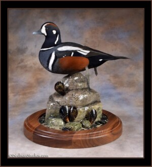 Harlequin Mounts by Birdman Studios – Birdman Studios