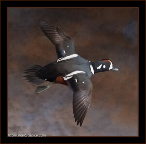 Harlequin Mounts by Birdman Studios – Birdman Studios