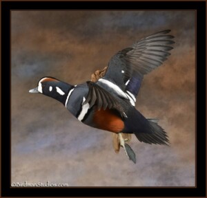 Harlequin Mounts by Birdman Studios – Birdman Studios