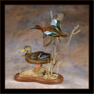 Stunning Cinnamon Teal Mounts Waterfowl Taxidermy Quality