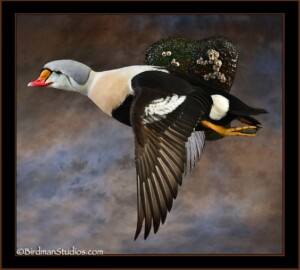 The Stunning King Eider Mounts Waterfowl Taxidermy Quality