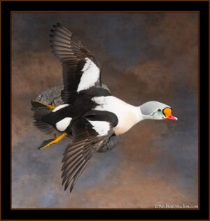 The Stunning King Eider Mounts Waterfowl Taxidermy Quality