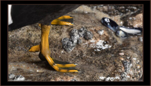 The Stunning King Eider Mounts Waterfowl Taxidermy Quality