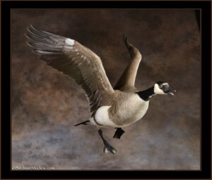 Canada Goose Mounts Waterfowl Exceptional Quality