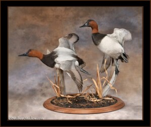Canvasback Mounts Best Duck Taxidermy Exceptional Quality