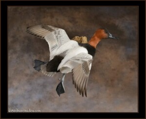 Canvasback Mounts Best Duck Taxidermy Exceptional Quality