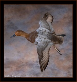 Canvasback Mounts Best Duck Taxidermy Exceptional Quality
