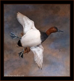 Canvasback Mounts Best Duck Taxidermy Exceptional Quality