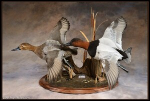 Canvasback Mounts Best Duck Taxidermy Exceptional Quality