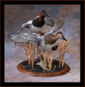 Canvasback Mounts Best Duck Taxidermy Exceptional Quality