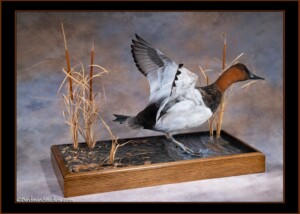 Canvasback Mounts Best Duck Taxidermy Exceptional Quality