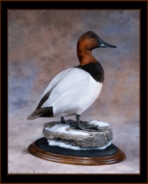Canvasback Mounts Best Duck Taxidermy Exceptional Quality