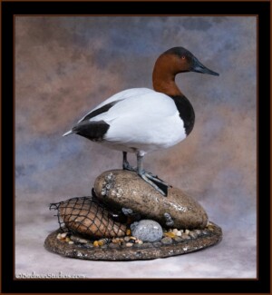 Canvasback Mounts Best Duck Taxidermy Exceptional Quality