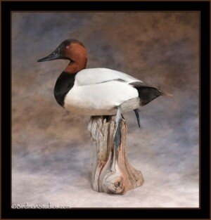 Canvasback Mounts Best Duck Taxidermy Exceptional Quality
