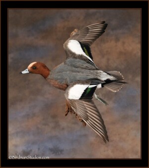 Wigeon Mounts Waterfowl Taxidermy – Birdman Studios