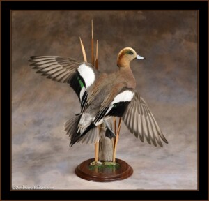 The Wigeon Mounts-Waterfowl Exceptional Quality
