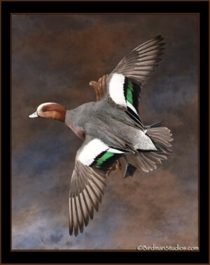 The Wigeon Mounts-Waterfowl Exceptional Quality
