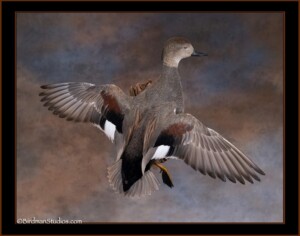 Stunning Gadwall Mounts Waterfowl Taxidermy Quality