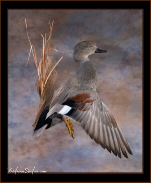 Stunning Gadwall Mounts Waterfowl Taxidermy Quality