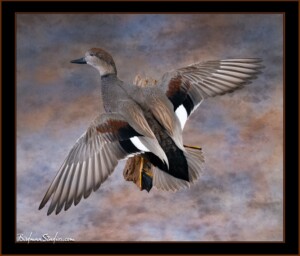 Stunning Gadwall Mounts Waterfowl Taxidermy Quality