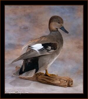 Stunning Gadwall Mounts Waterfowl Taxidermy Quality