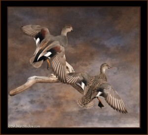 Stunning Gadwall Mounts Waterfowl Taxidermy Quality
