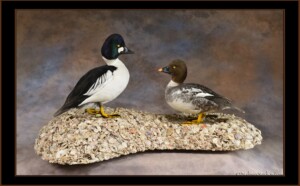 Goldeneye Mounts by Birdman Studios – Birdman Studios