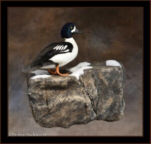 Goldeneye Mounts Waterfowl Taxidermy Exceptional Quality