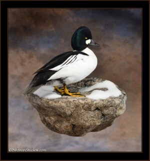 Goldeneye Mounts Waterfowl Taxidermy Exceptional Quality