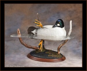 Goldeneye Mounts Waterfowl Taxidermy Exceptional Quality