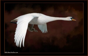 Swan Mounts Waterfowl Taxidermy Exceptional Quality