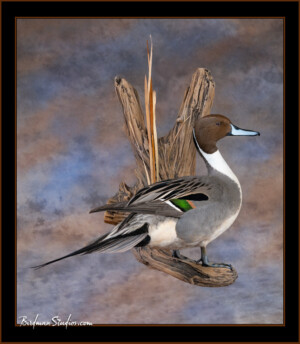 Pintail Mounts-Waterfowl Taxidermy Exceptional Quality