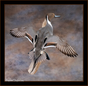 Pintail Mounts-Waterfowl Taxidermy Exceptional Quality