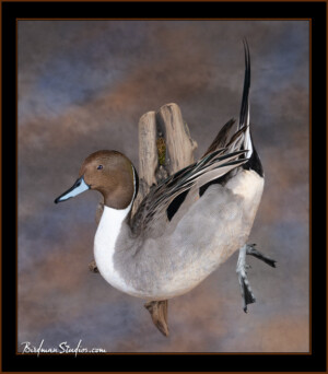 Pintail Mounts-Waterfowl Taxidermy Exceptional Quality