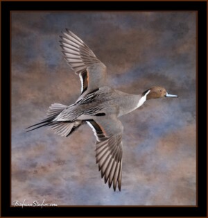 Pintail Mounts-Waterfowl Taxidermy Exceptional Quality