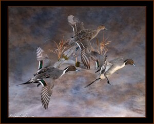 Pintail Mounts-Waterfowl Taxidermy Exceptional Quality