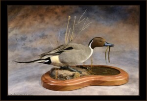 Pintail Mounts-Waterfowl Taxidermy Exceptional Quality
