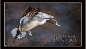 Pintail Mounts-Waterfowl Taxidermy Exceptional Quality
