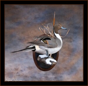 Pintail Mounts-Waterfowl Taxidermy Exceptional Quality