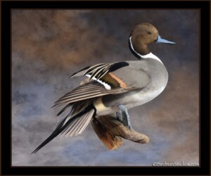 Pintail Mounts-Waterfowl Taxidermy Exceptional Quality