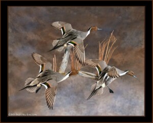 Pintail Mounts-Waterfowl Taxidermy Exceptional Quality