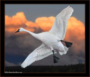 Swan Mounts Waterfowl Taxidermy Exceptional Quality