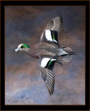 The Wigeon Mounts-Waterfowl Exceptional Quality