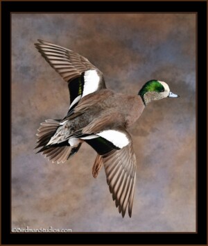 The Wigeon Mounts-Waterfowl Exceptional Quality