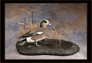 The Wigeon Mounts-Waterfowl Exceptional Quality