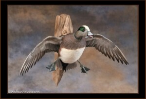 The Wigeon Mounts-Waterfowl Exceptional Quality